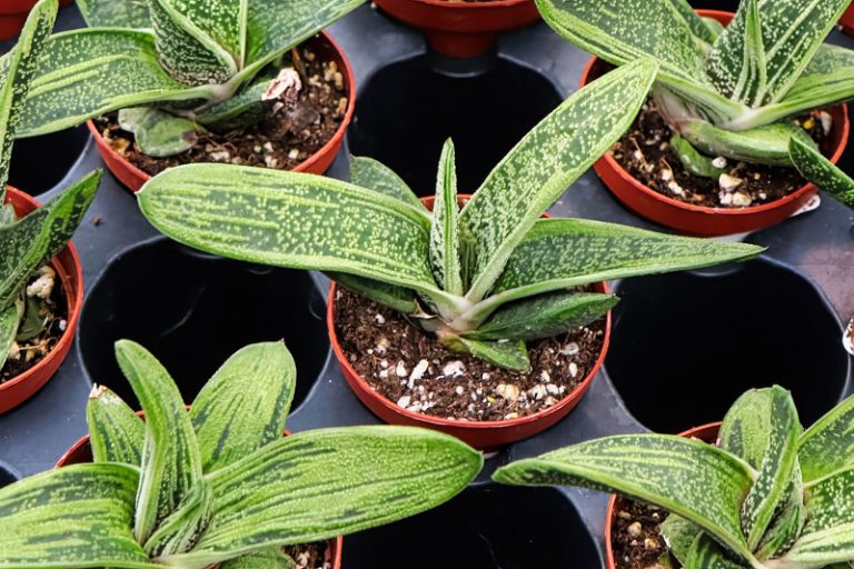 Gasteria | Caring & Growing Tips - The Green Thumbler