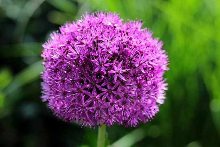 79 Types of Purple Flowers (With Pictures & Names)