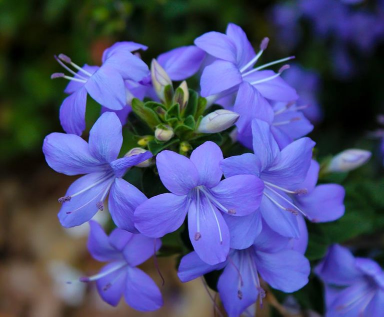 60 Types of Purple Flowers (With Pictures & Names) (With Pictures & Names)