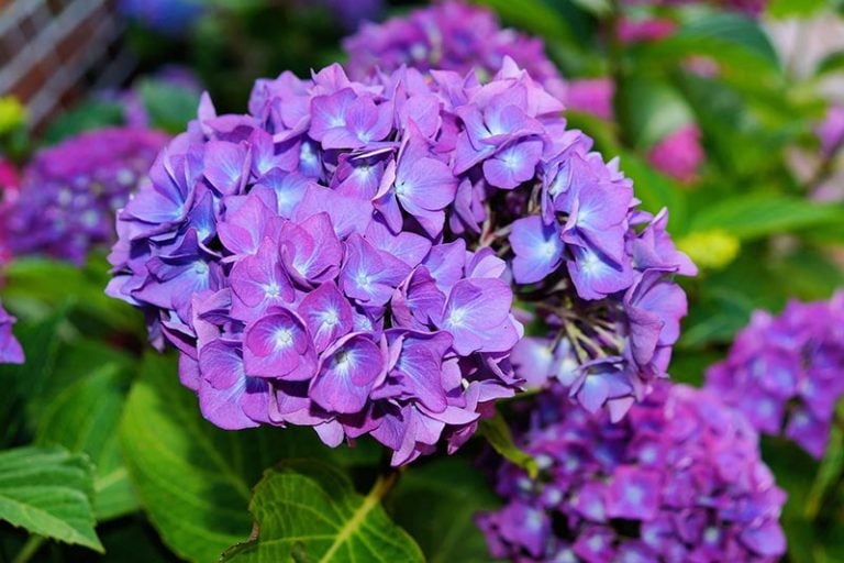 79 Types of Purple Flowers (With Pictures & Names)