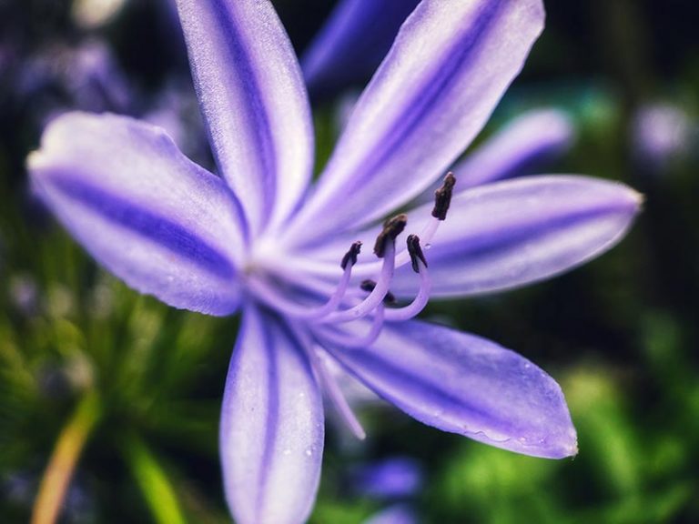 79 Types of Purple Flowers (With Pictures & Names)