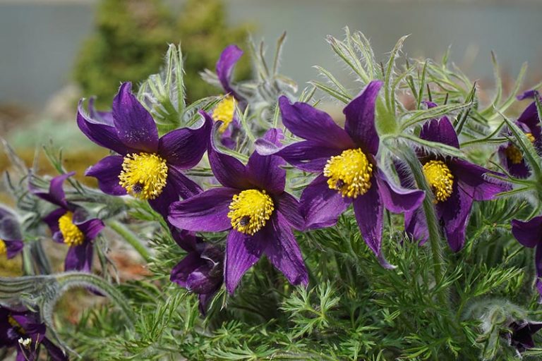 79 Types of Purple Flowers (With Pictures & Names)