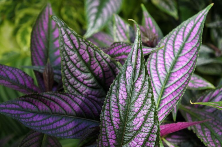 Persian Shield: Complete Growing & Care Guide