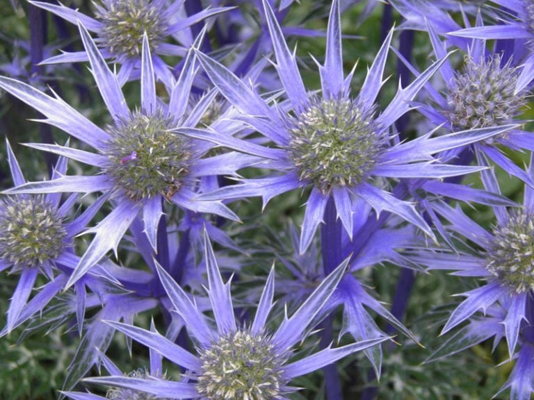Sea Holly: Growing and Care Guide - The Green Thumbler
