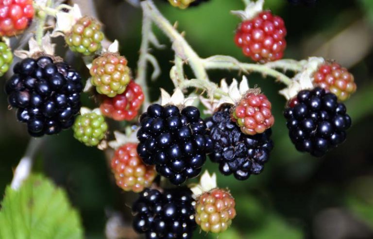 How to Build a Blackberry Trellis: Complete Guide